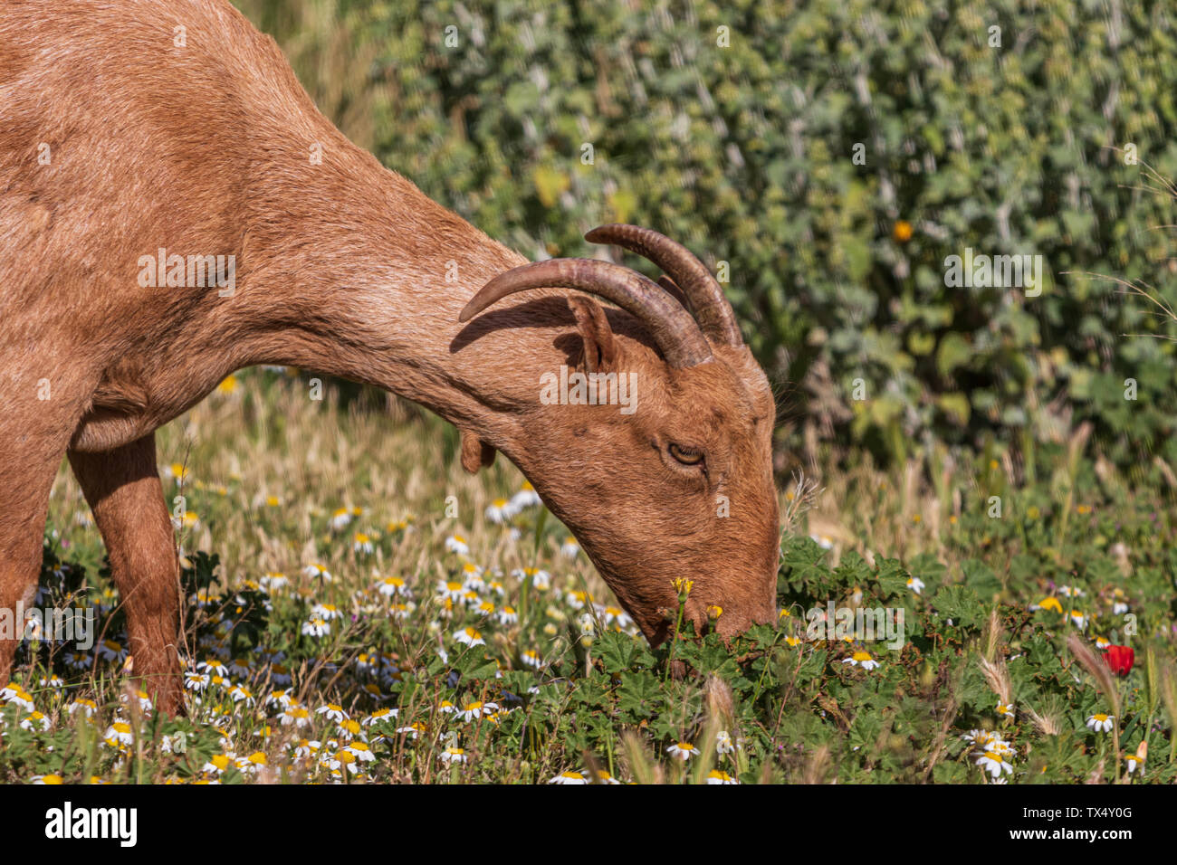 Cabra capra hircus hi-res stock photography and images - Alamy