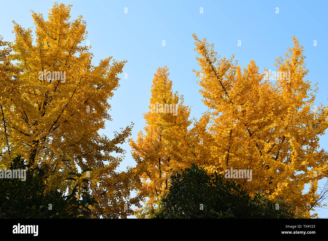 Ginkgo color change hi-res stock photography and images - Alamy