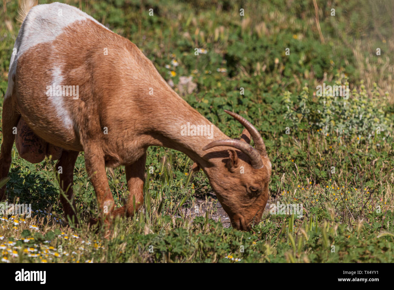 Capra aegagrus hircus, Goats grazing in a field of wild flowers Stock ...