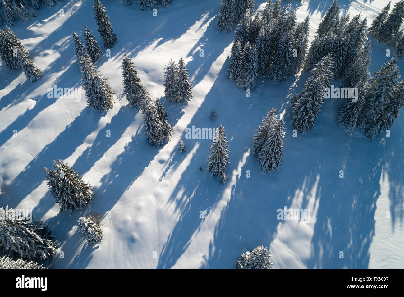 Germany, Allgaeu, snow-covered fir trees seen from above Stock Photo ...