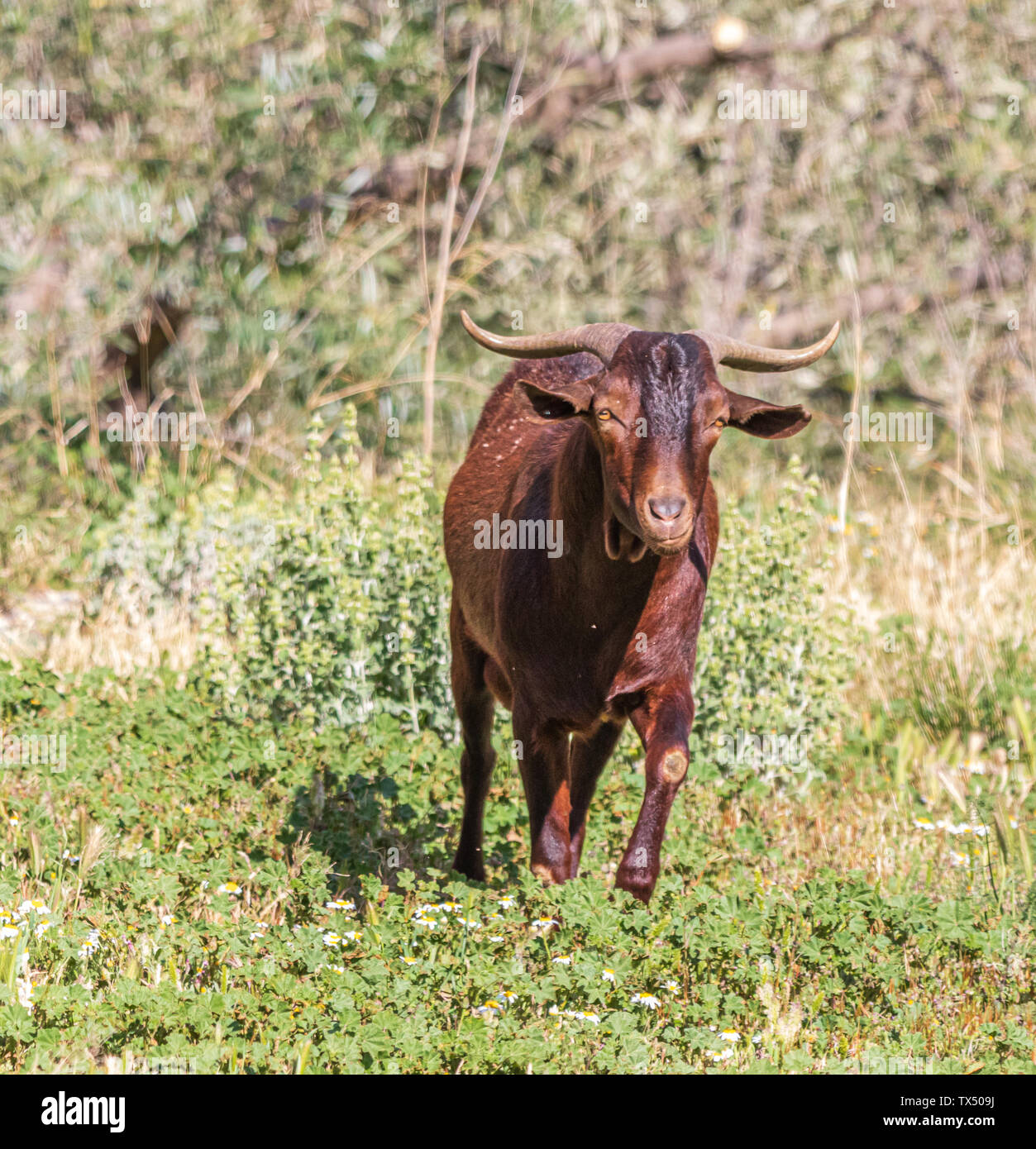 Domestic Goat Capra Hircus Male High Resolution Stock Photography and ...