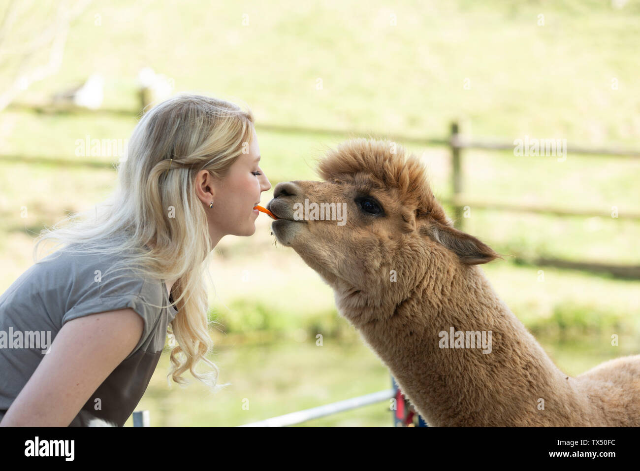 Woman feeding alpaca from mouth to mouth Stock Photo - Alamy