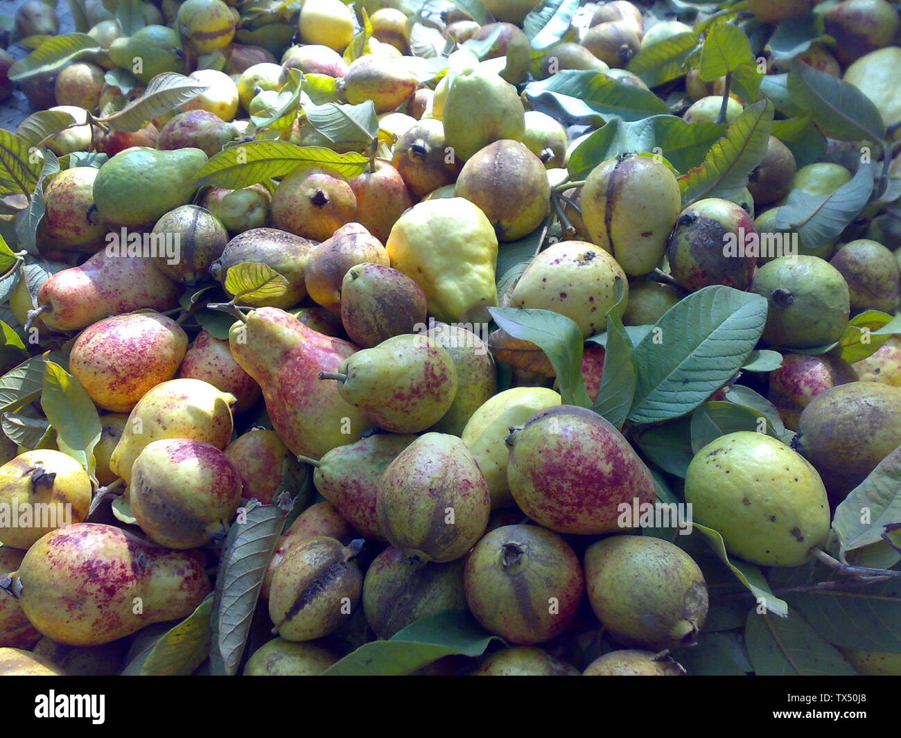 Guavas in pakistan hi-res stock photography and images - Alamy