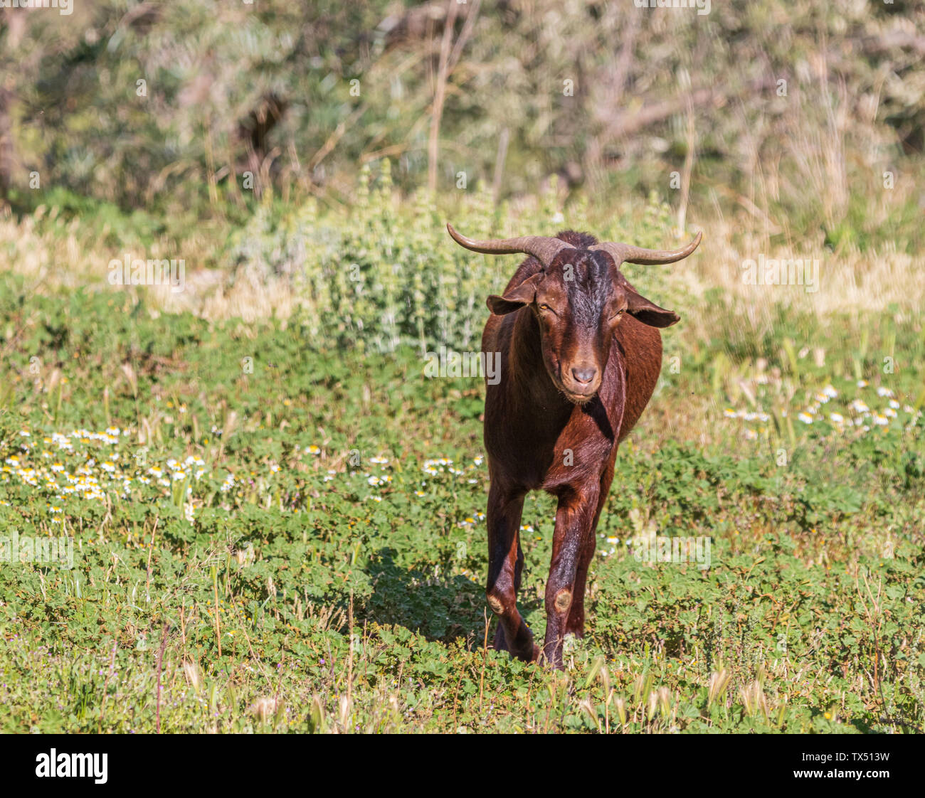 Domestic Goat Capra Hircus Male High Resolution Stock Photography and ...