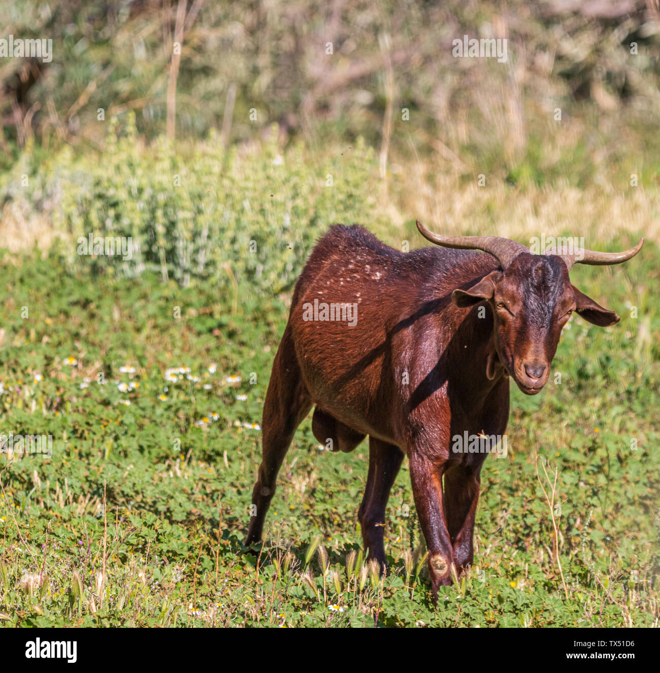 Domestic Goat Capra Hircus Male High Resolution Stock Photography and ...