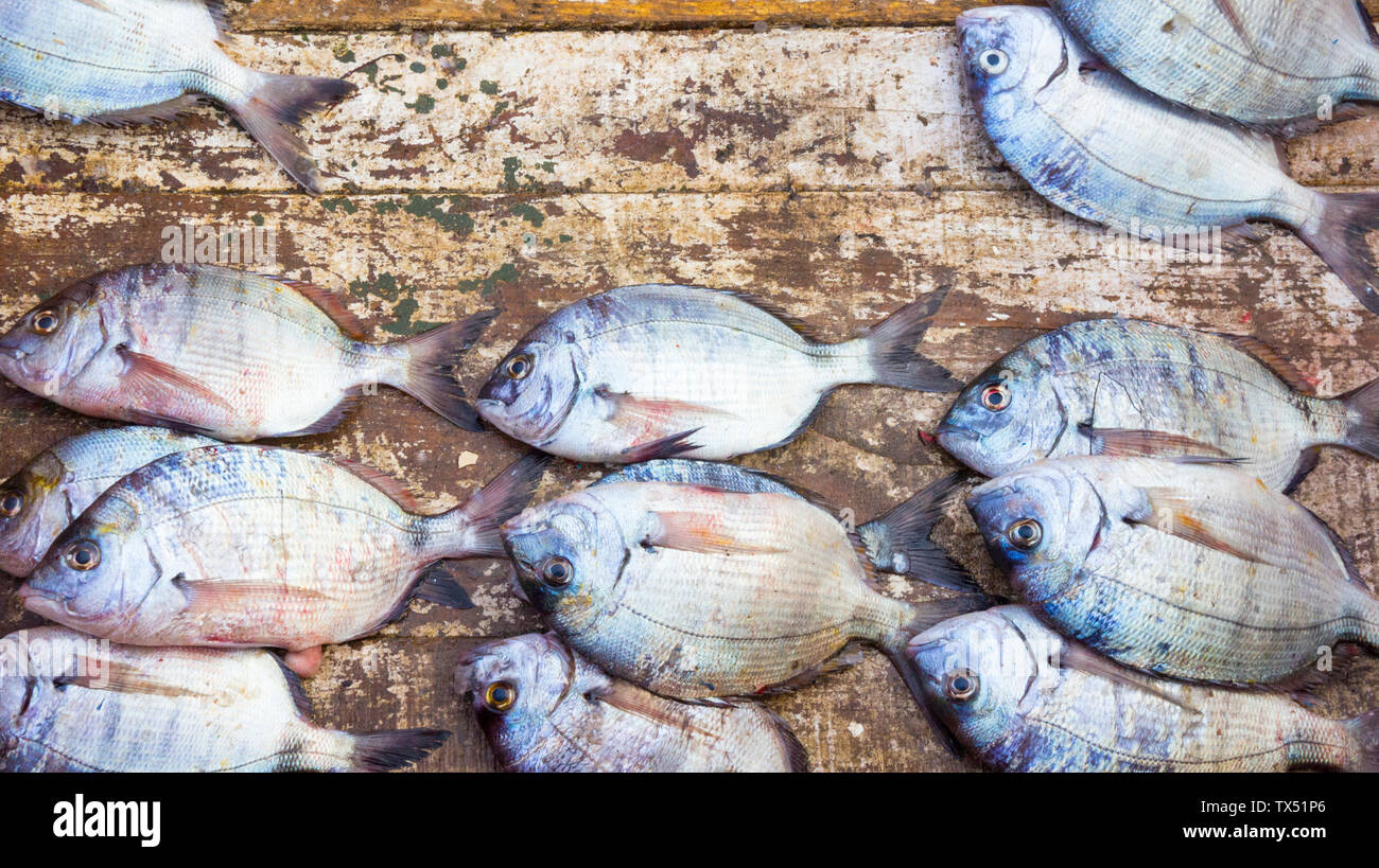 Fresh fish hi-res stock photography and images - Alamy