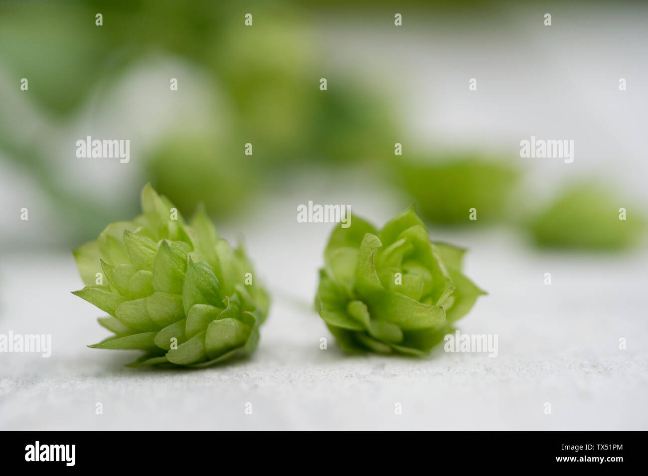 Hop cones hi-res stock photography and images - Alamy