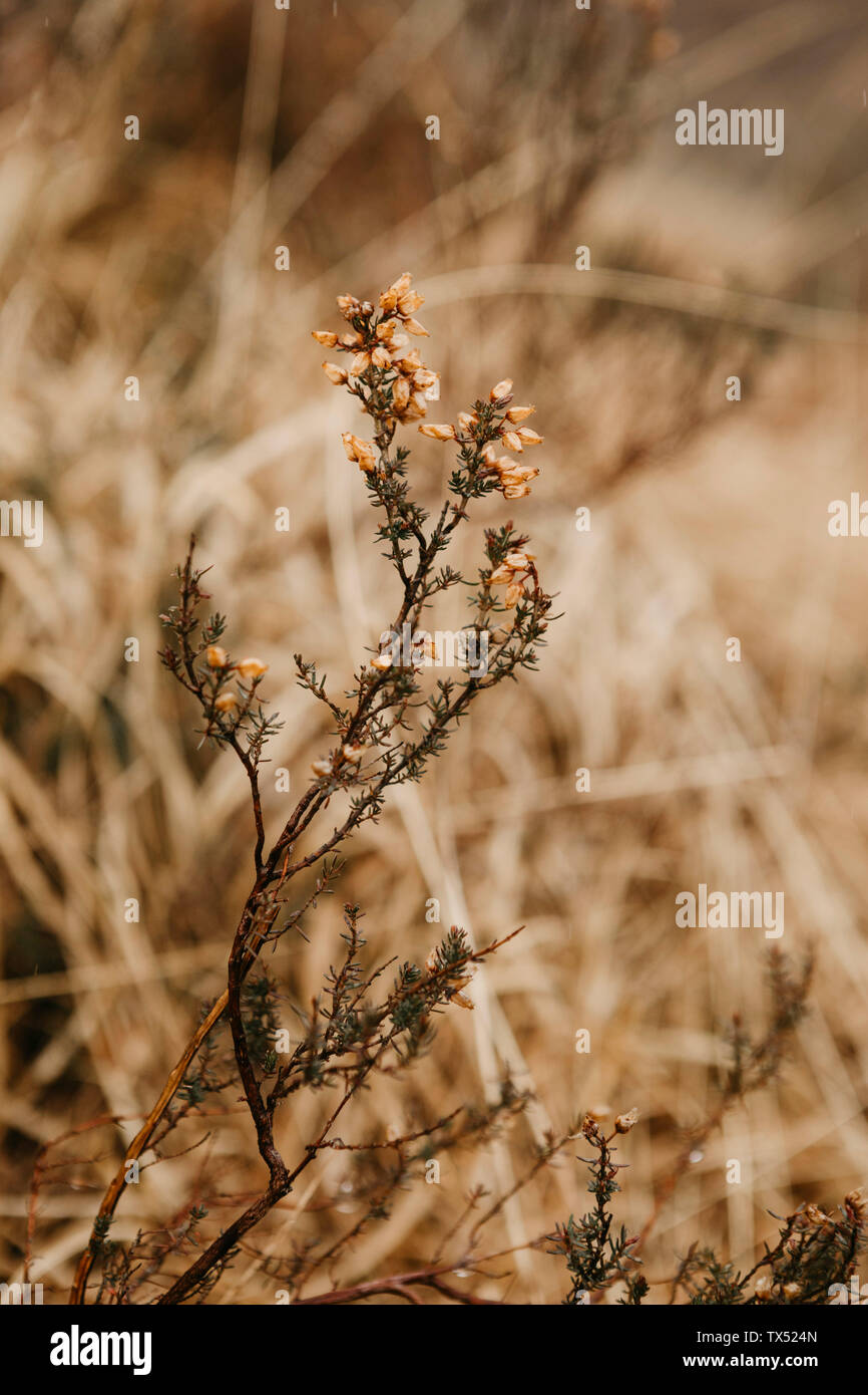 Shrubbery hi-res stock photography and images - Alamy