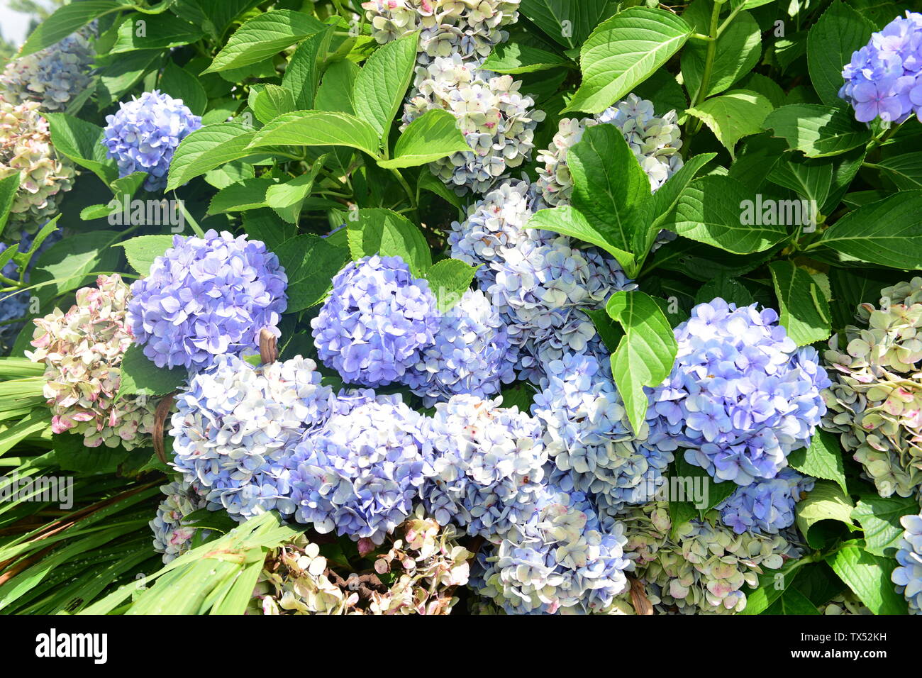 Hydrangeas backgrounds hi-res stock photography and images - Alamy