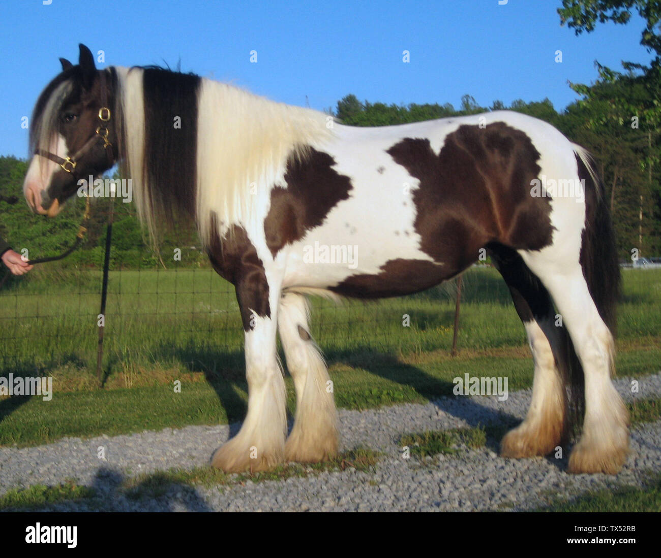 Gypsy vanner horse mare hi-res stock photography and images - Alamy