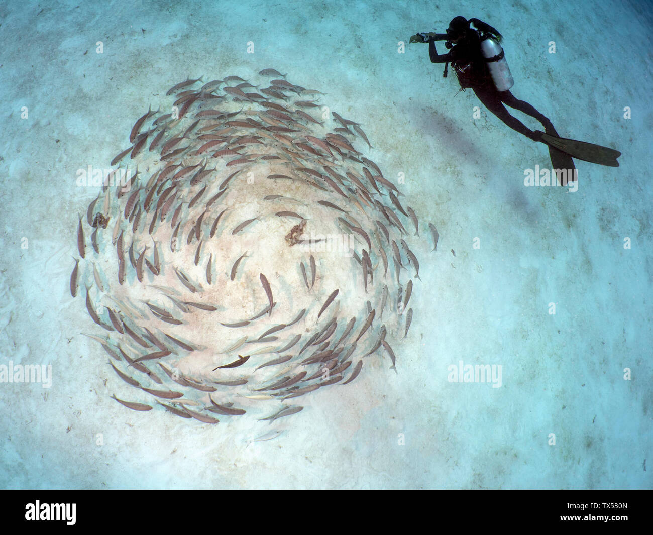 Palau fish hi-res stock photography and images - Alamy