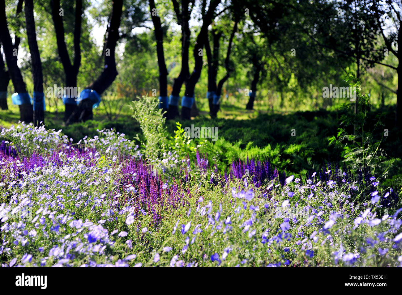 Spring forest flowers and plants picture Stock Photo - Alamy
