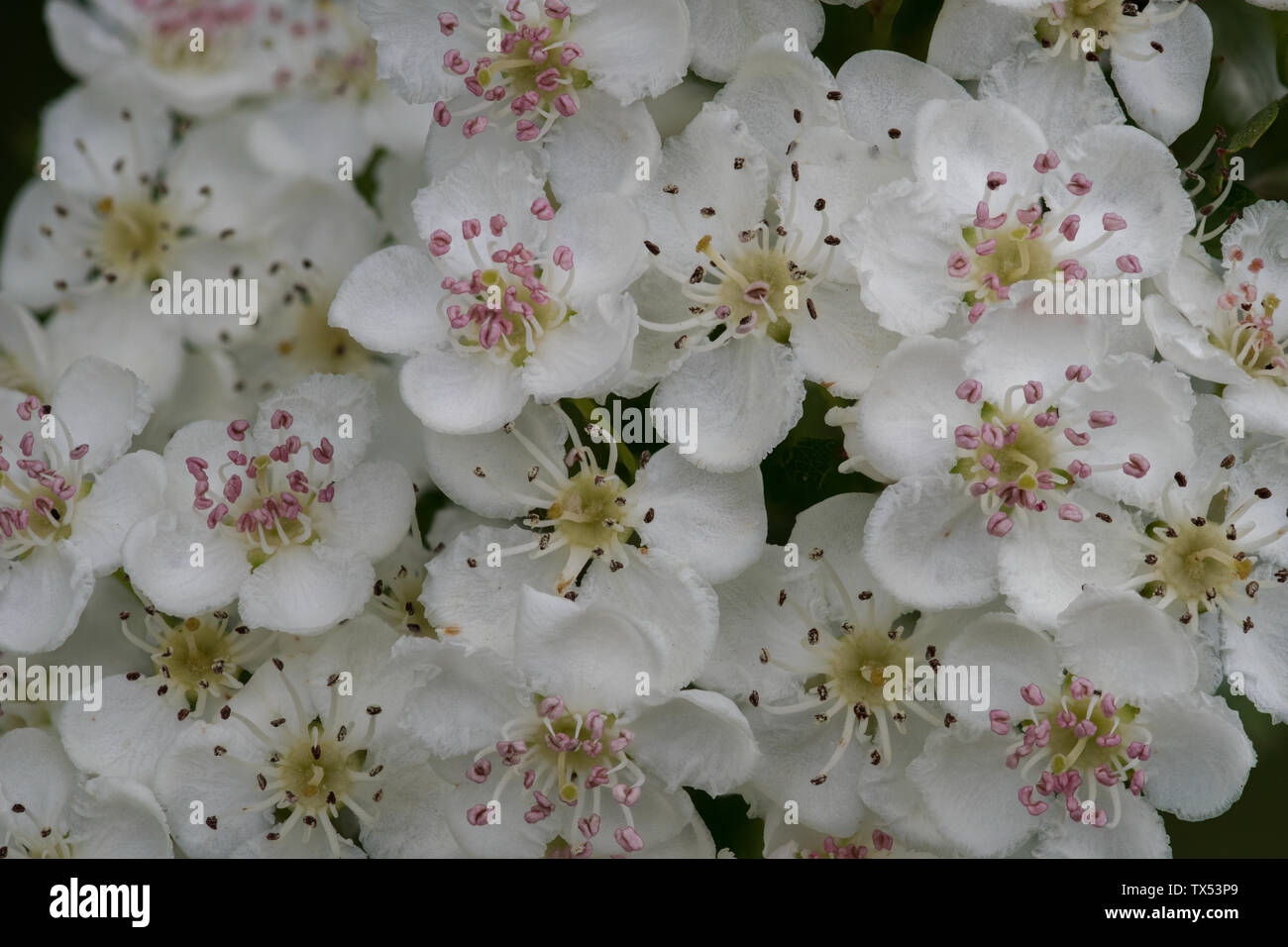 Corymb inflorescence hi-res stock photography and images - Alamy
