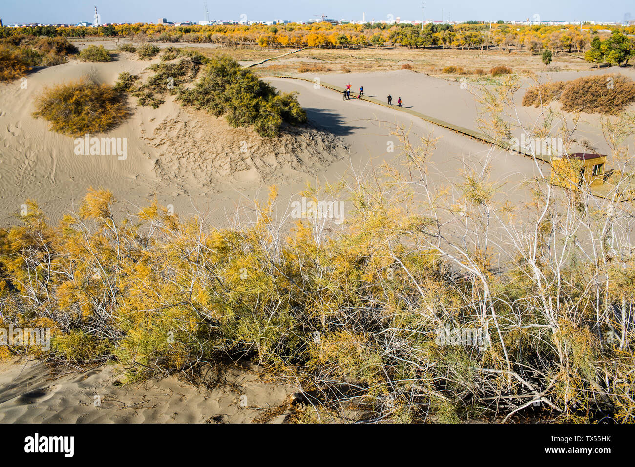 Golden Autumn Desert Hu Yang Stock Photo - Alamy