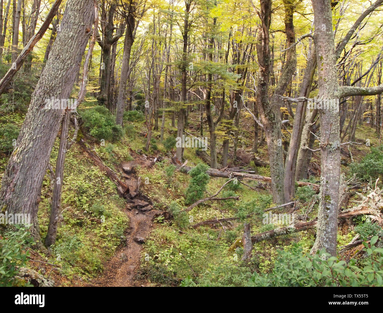 Nothofagus forests hi-res stock photography and images - Alamy