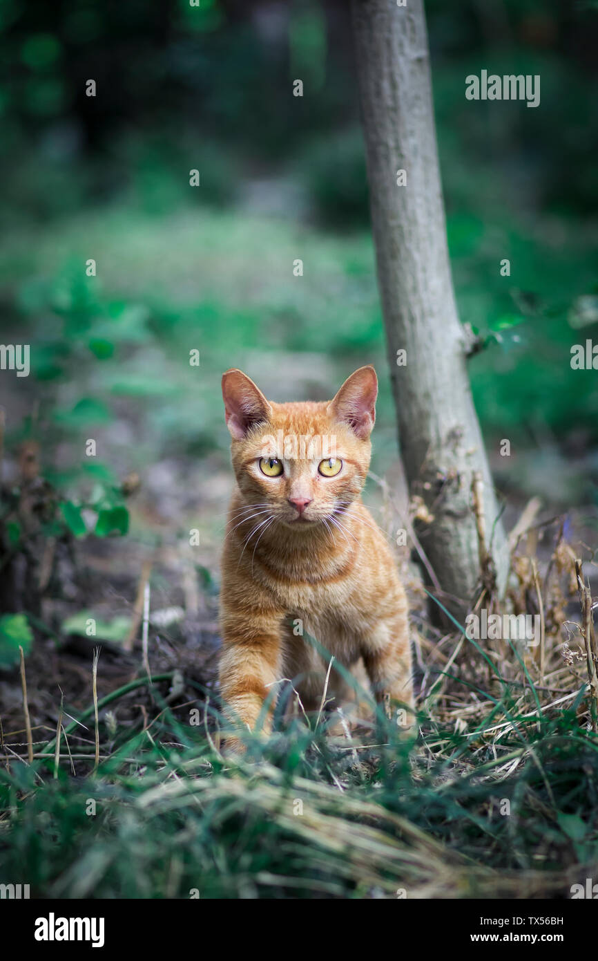 Orange cats in the grass Stock Photo - Alamy