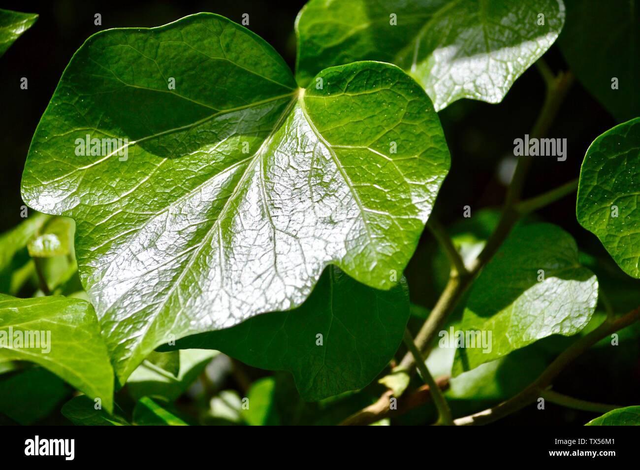 Ivy hedera helix green ripple hi-res stock photography and images - Alamy