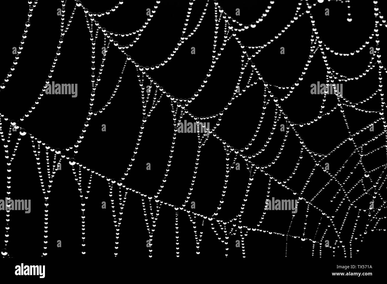 Cobwebs pattern illustration hi-res stock photography and images - Alamy