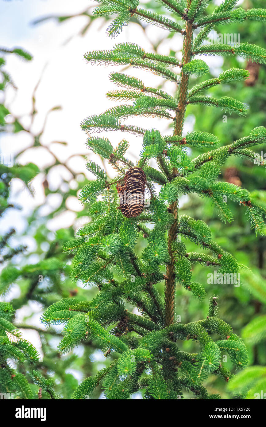 Pine cones hang high up in the tree Stock Photo - Alamy