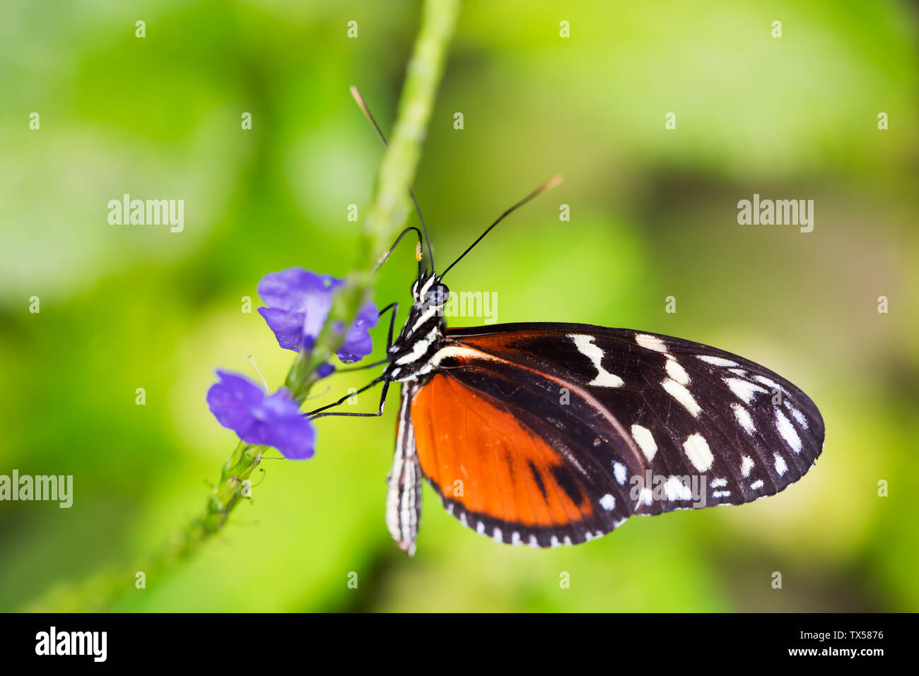 Butterflies and petunias Stock Photo - Alamy