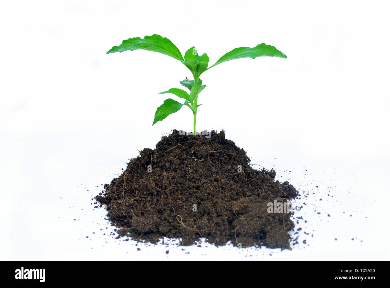 Good humus hi-res stock photography and images - Alamy