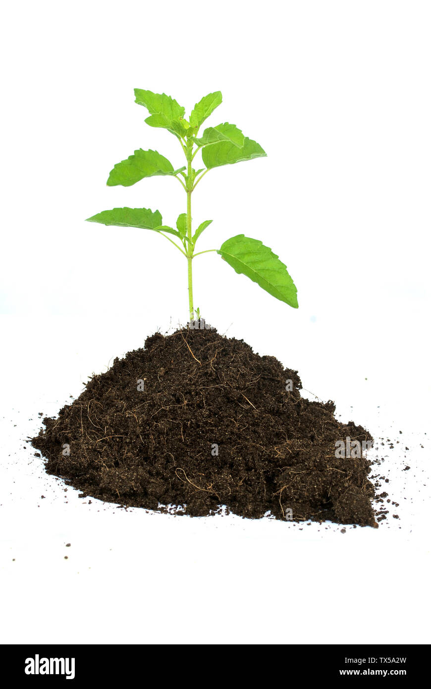 Good humus hi-res stock photography and images - Alamy