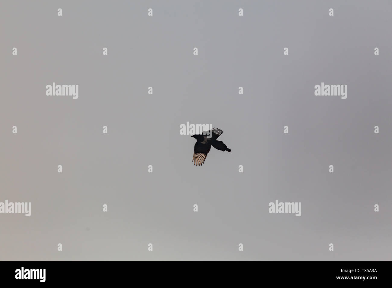 Flying magpies hi-res stock photography and images - Alamy