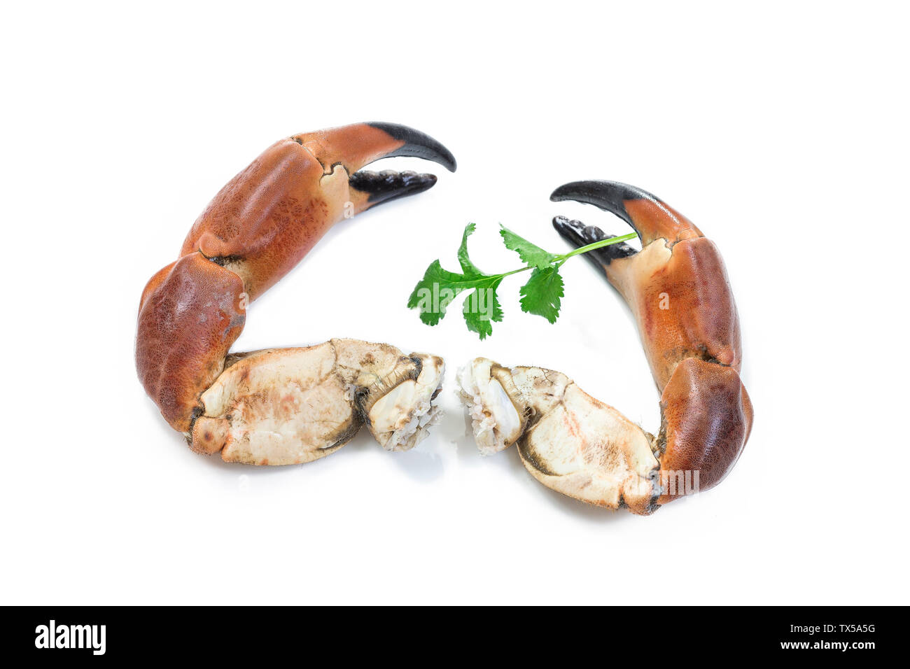 Pincers hi-res stock photography and images - Alamy