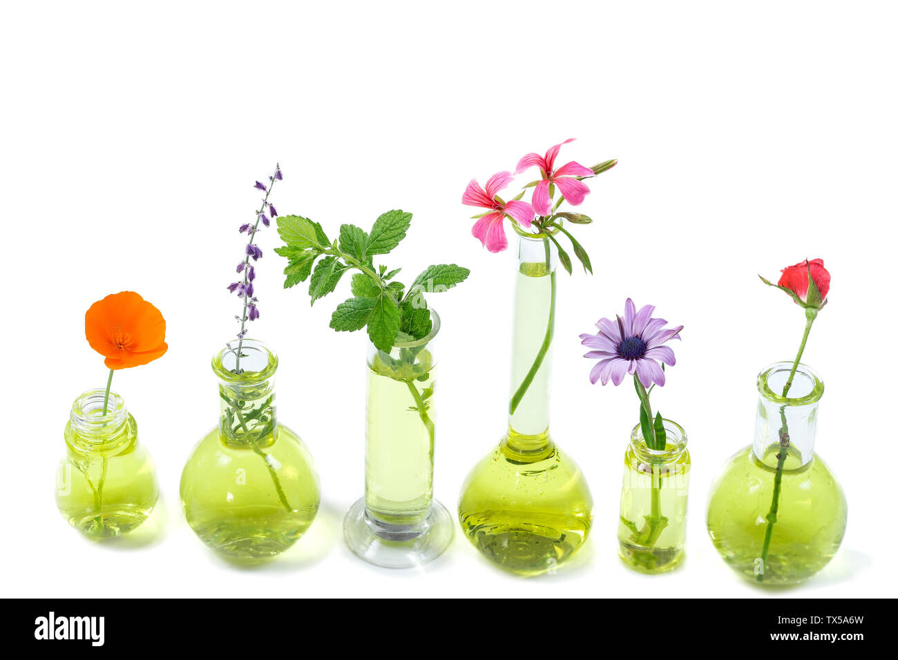 Plants in test tube and flask with medicinal flowers in against white ...