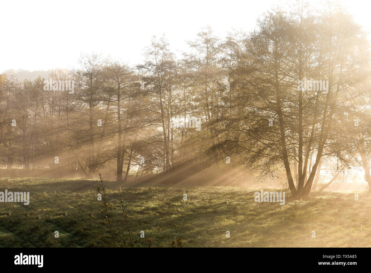 Visual texture hi-res stock photography and images - Alamy