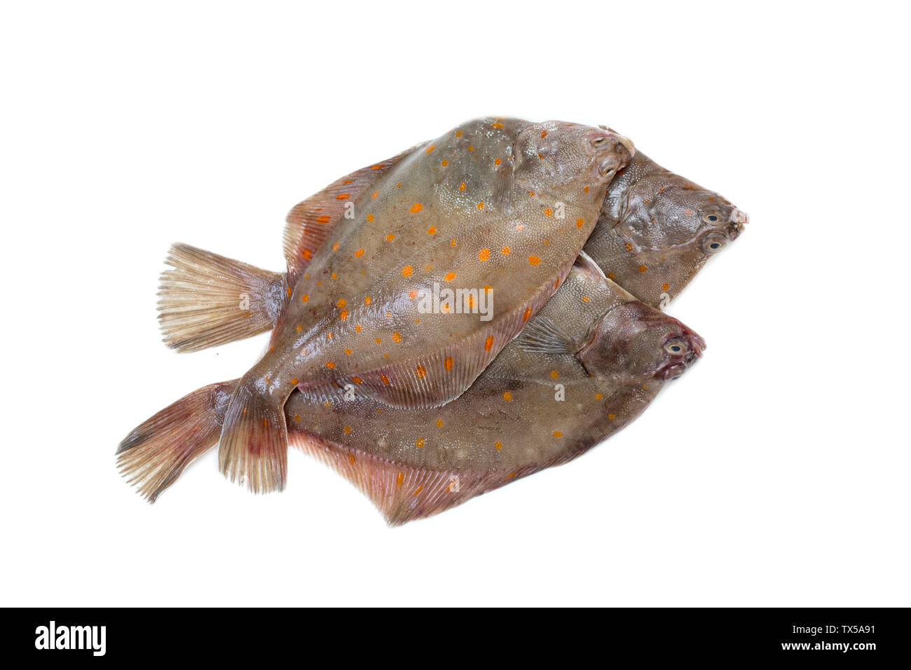 Whole Plaice flatfish Stock Photo - Alamy