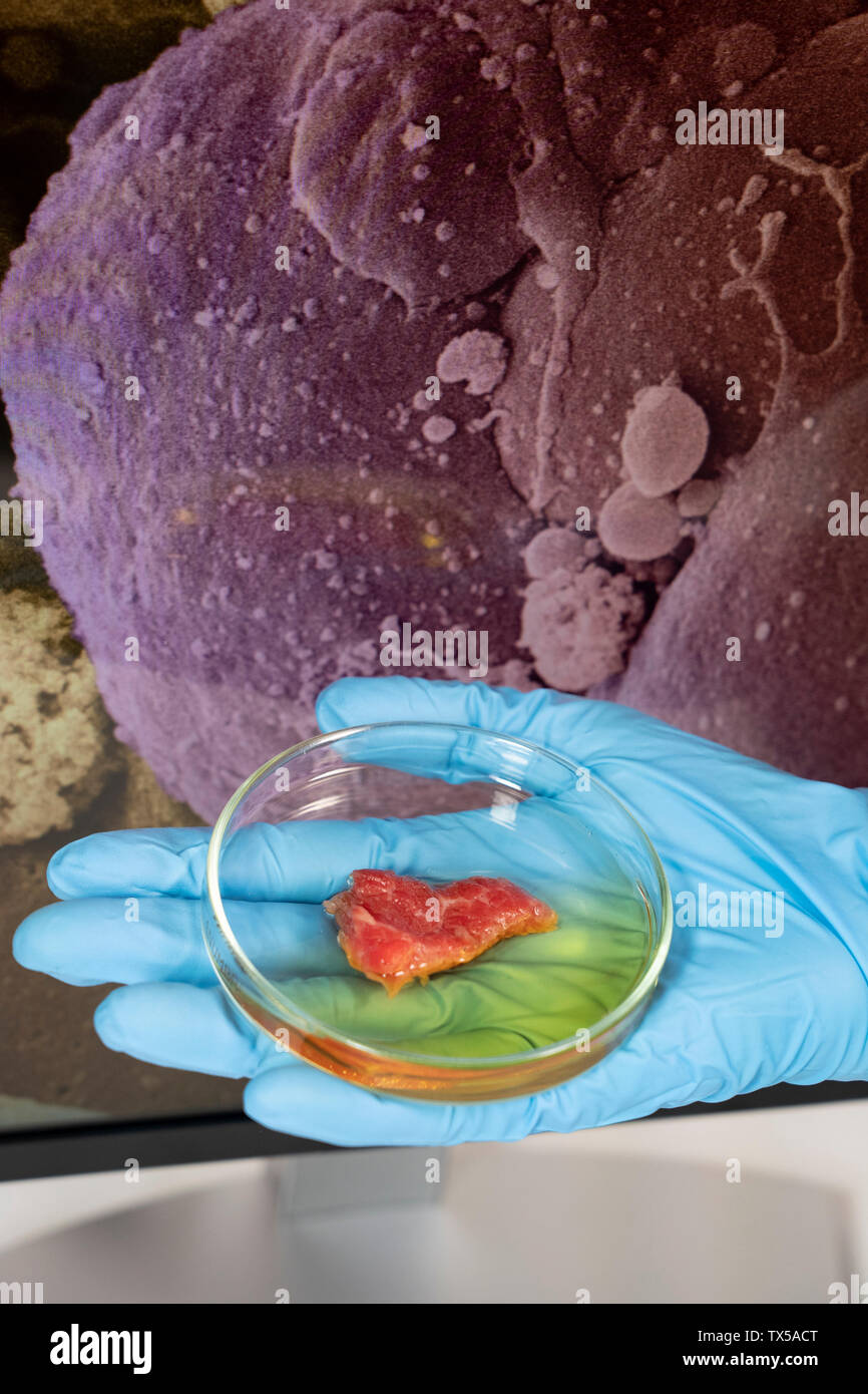 Muscle cell hi-res stock photography and images - Alamy