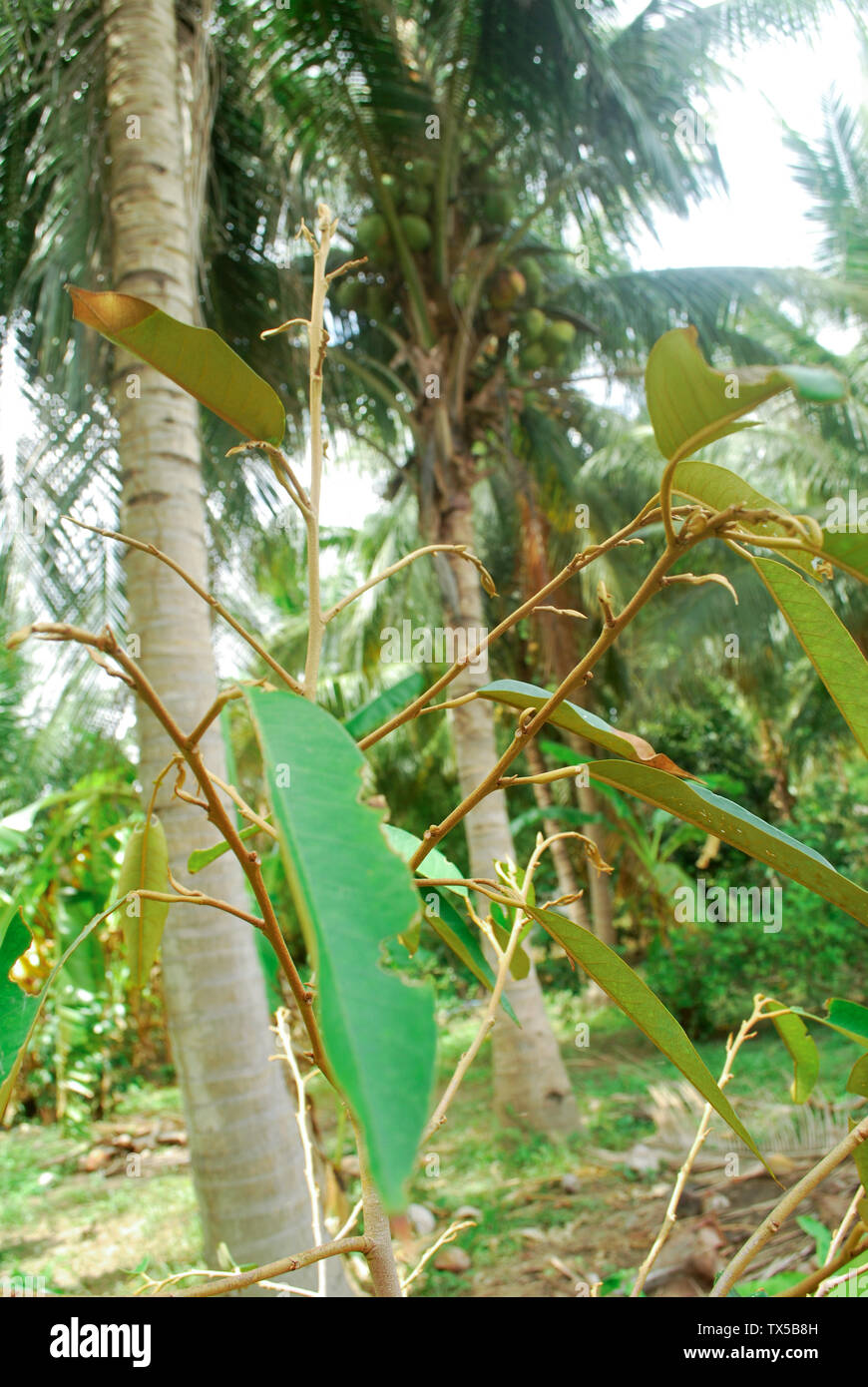 Durian Tree Leaves
