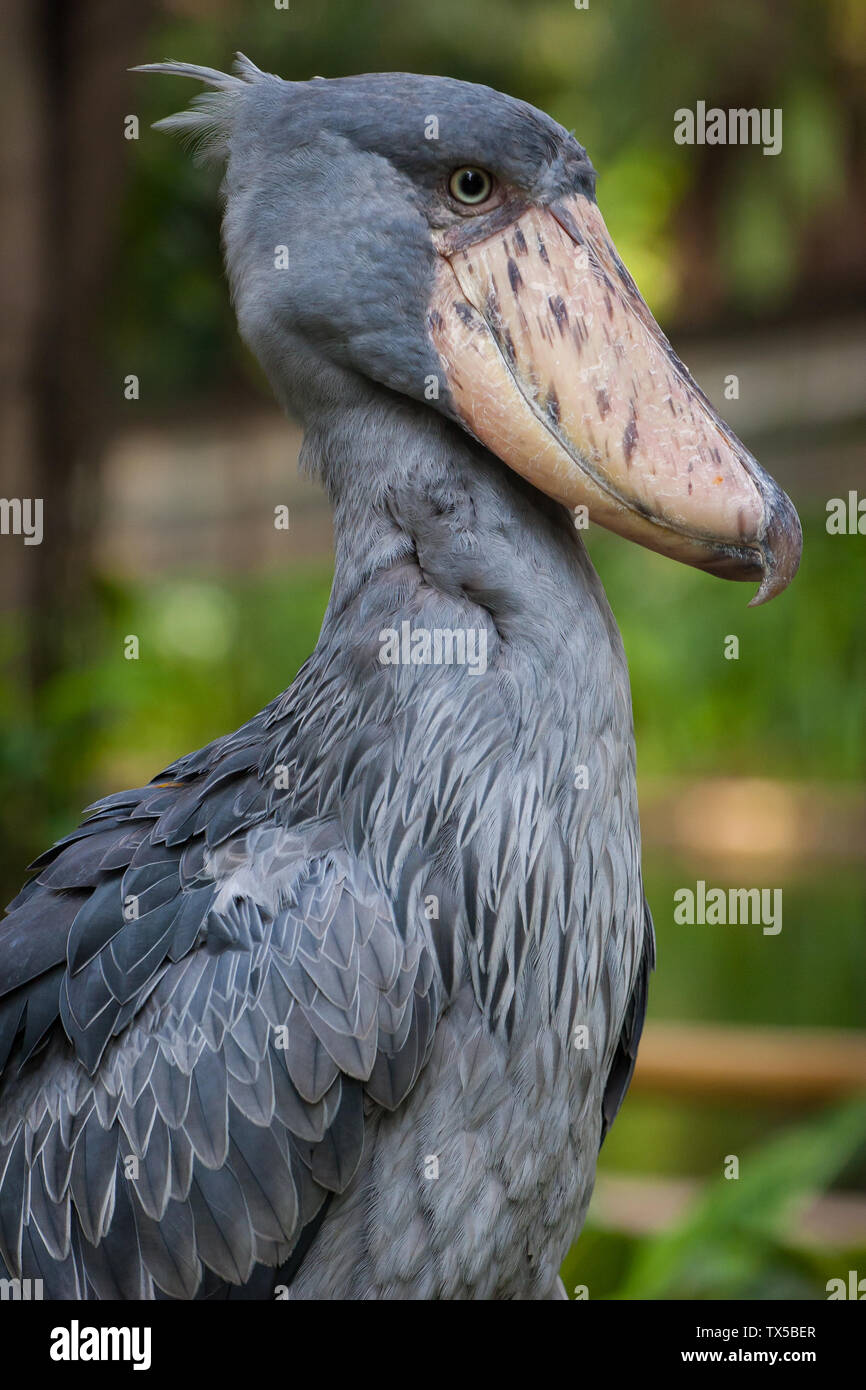 Portrait of Shoebill stork right profile. Mandai wildlife reserve, Bird ...