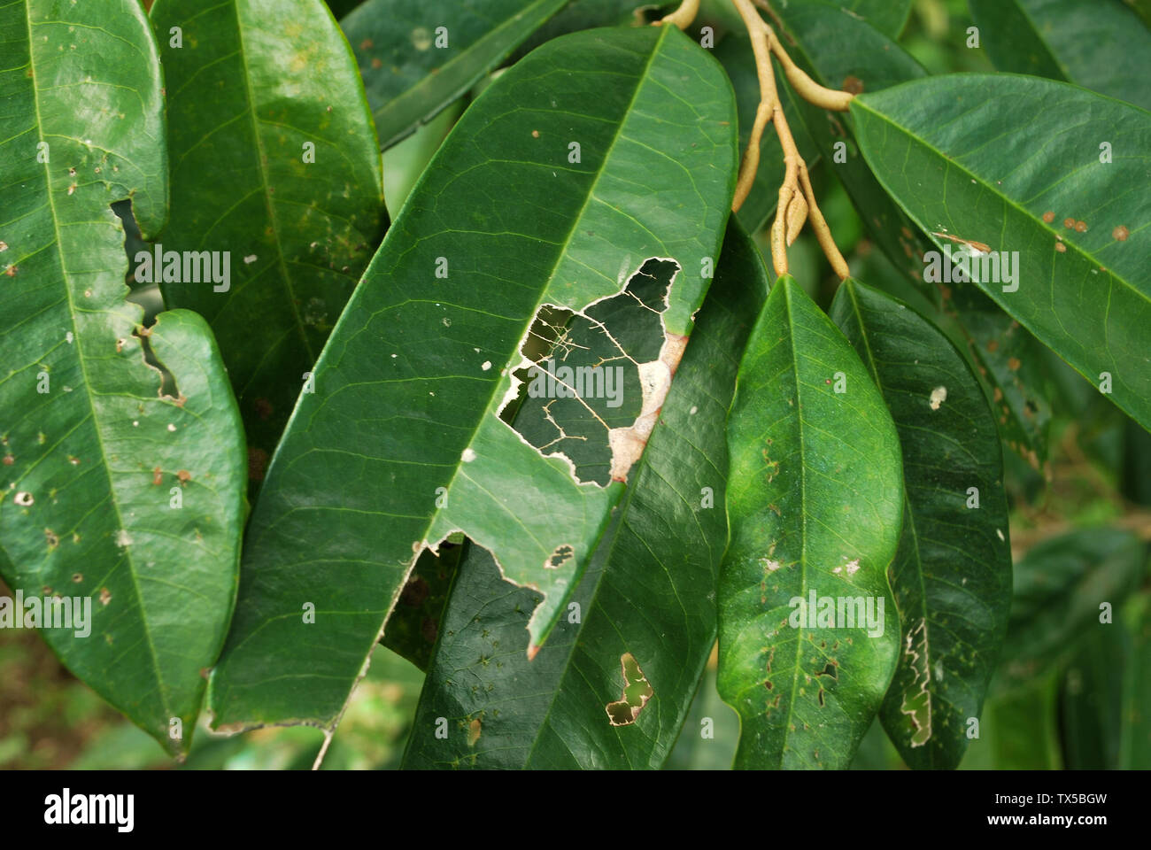 Durian Tree Leaf