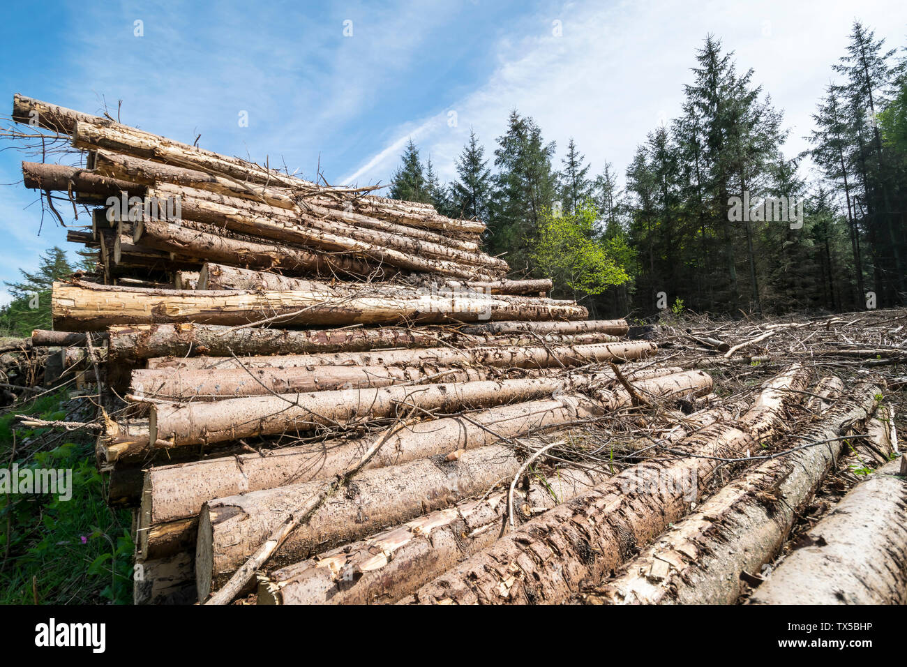 Coed Cwm woods near St Asaph North Wales Stock Photo - Alamy