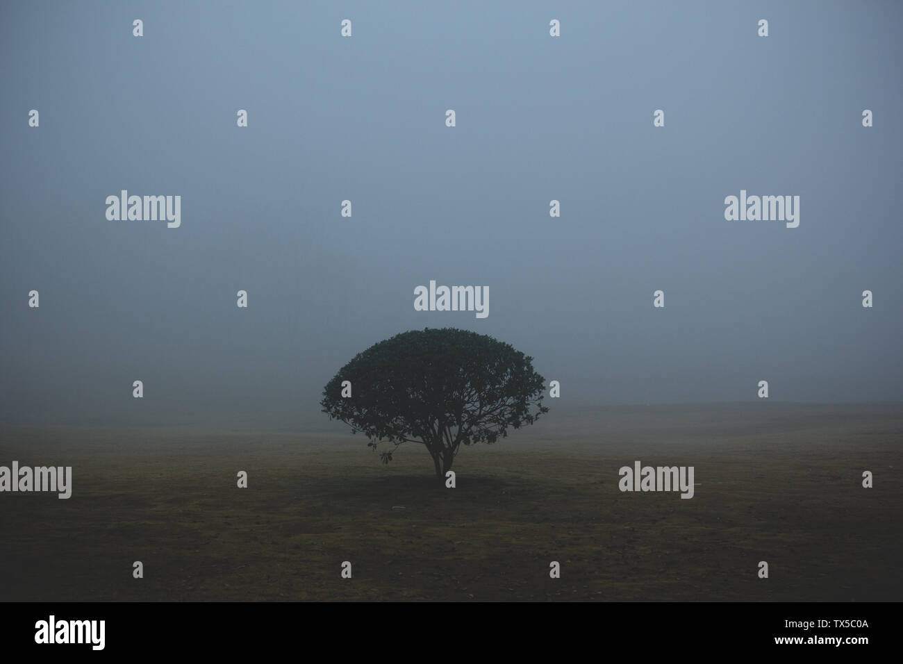 Lonely tree, lonely shadow Stock Photo - Alamy