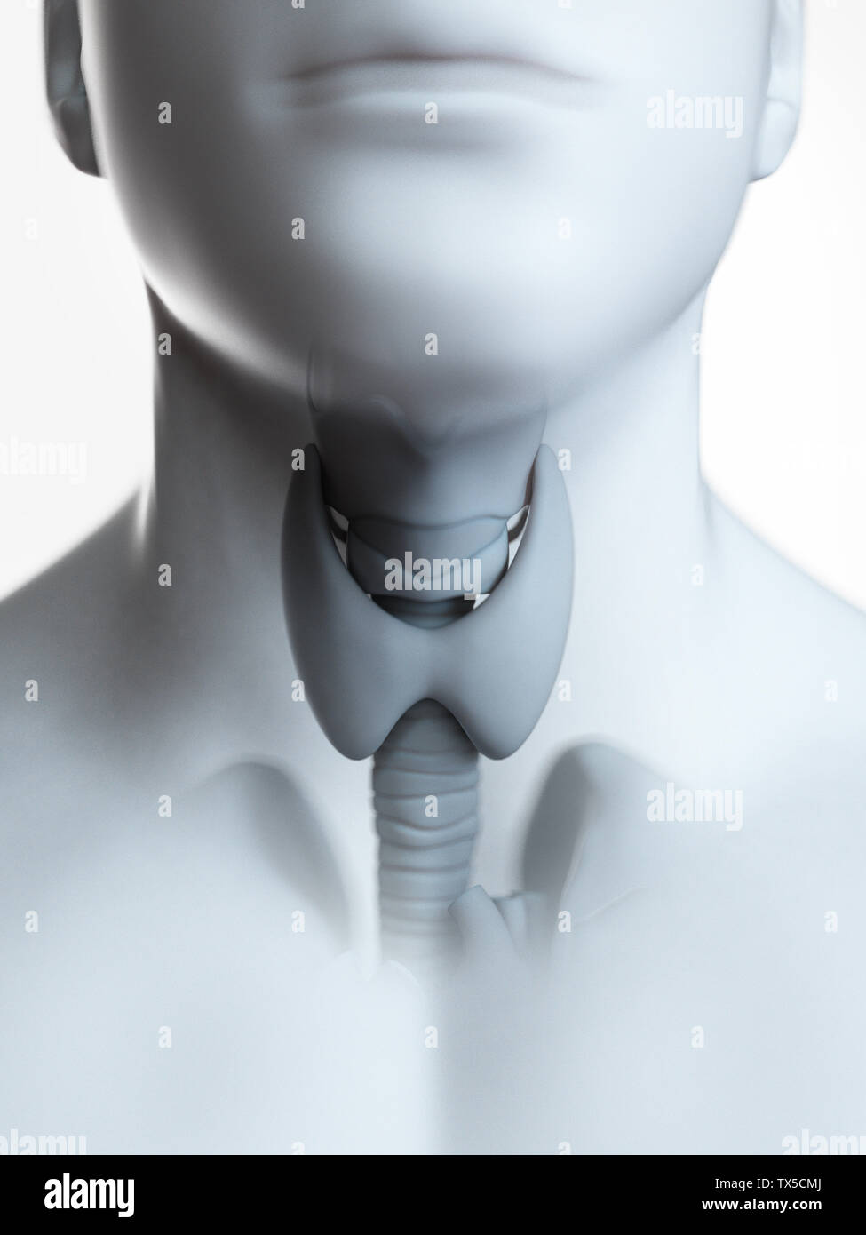 3d rendered medically accurate illustration of the thyroid gland Stock ...
