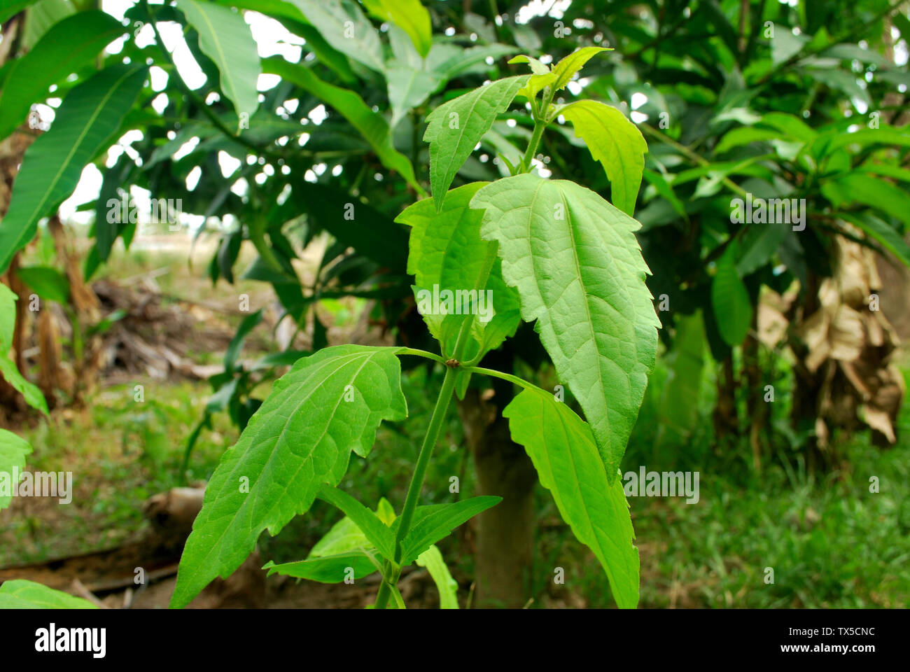 Siam weed hi-res stock photography and images - Alamy