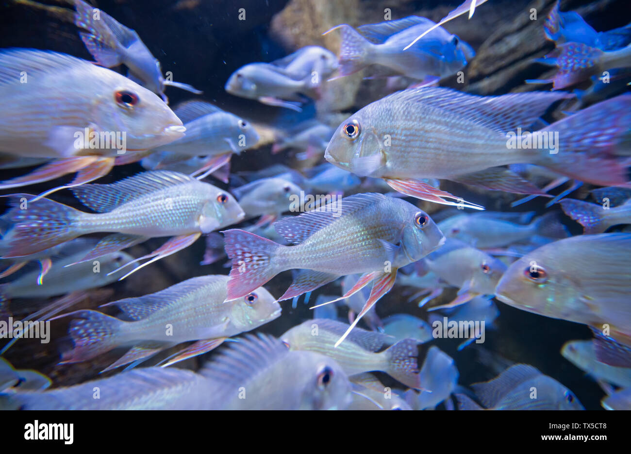 The soil-eating snapper in the aquarium Stock Photo - Alamy