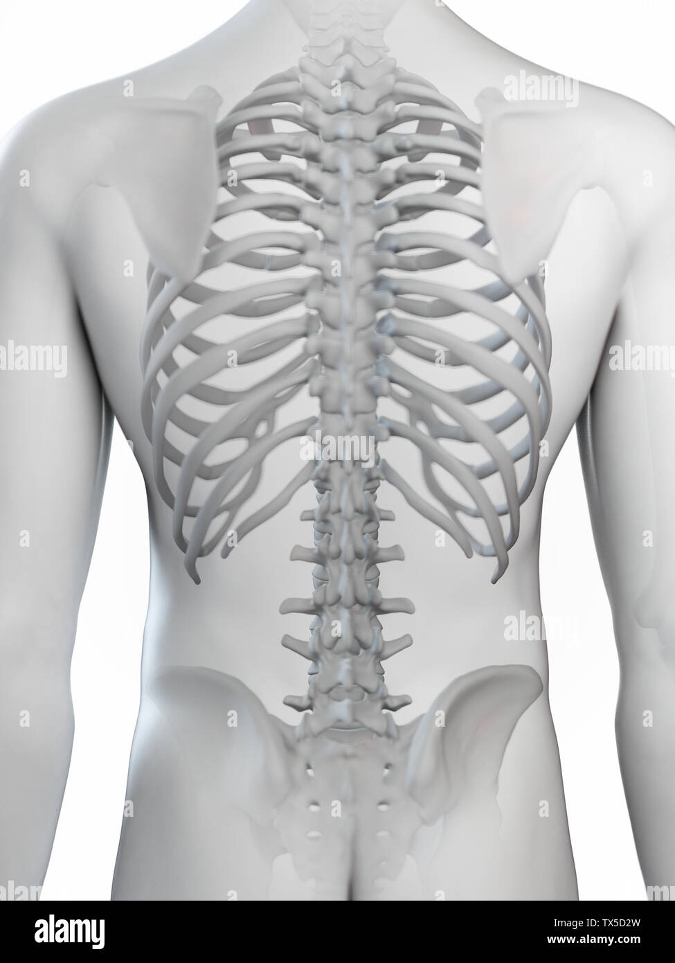 3d rendered medically accurate illustration of the skeletal back Stock ...