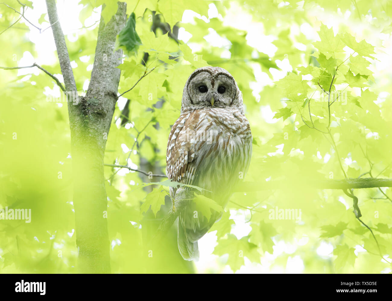 Barred owl (Strix varia) perched on a branch in the spring forest hunts ...