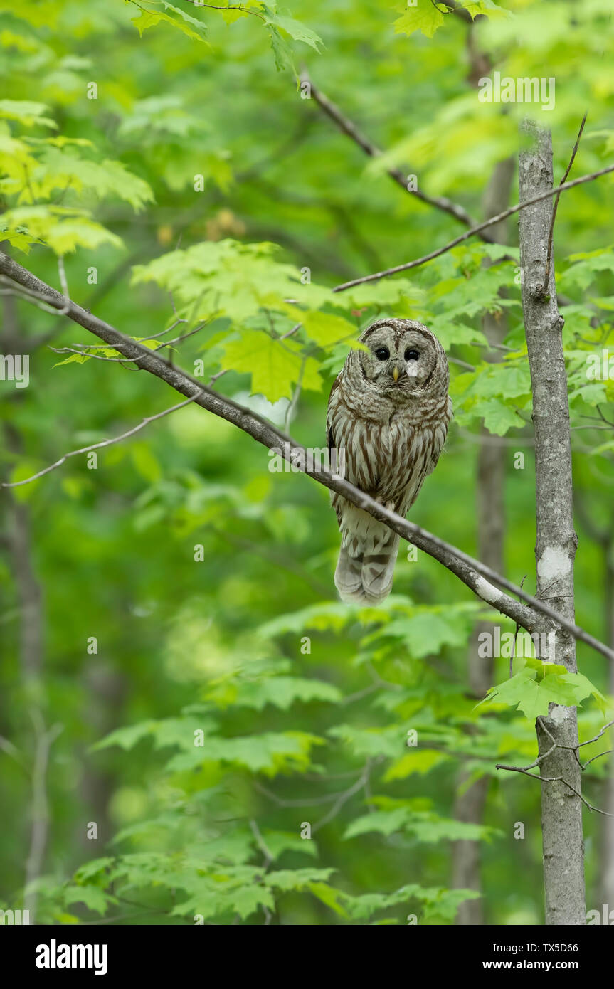 Barred owl (Strix varia) perched on a branch in the spring forest hunts ...