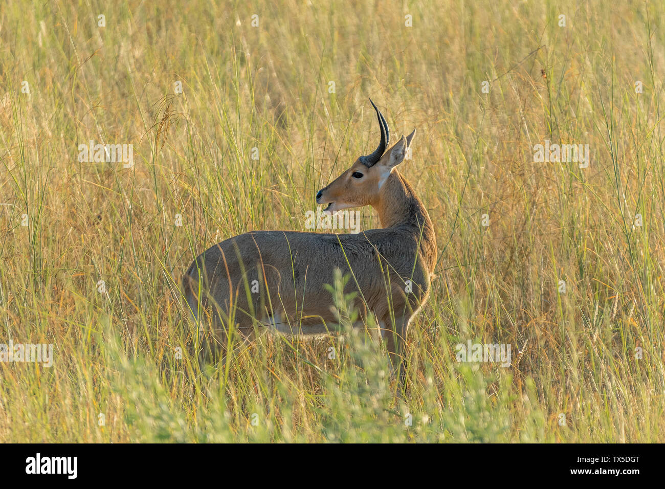 Redunca Arundinum High Resolution Stock Photography and Images - Alamy