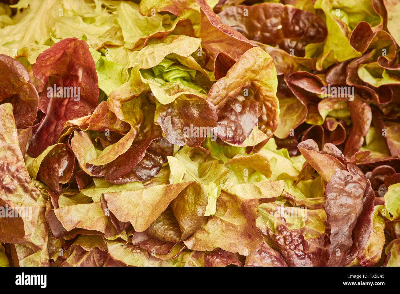 close-up lettuce abstract food photograph Stock Photo - Alamy