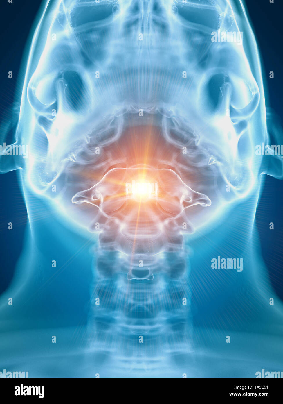 Human atlas vertebra hi-res stock photography and images - Alamy