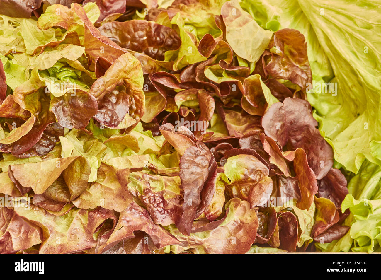 close-up lettuce abstract food photograph Stock Photo - Alamy