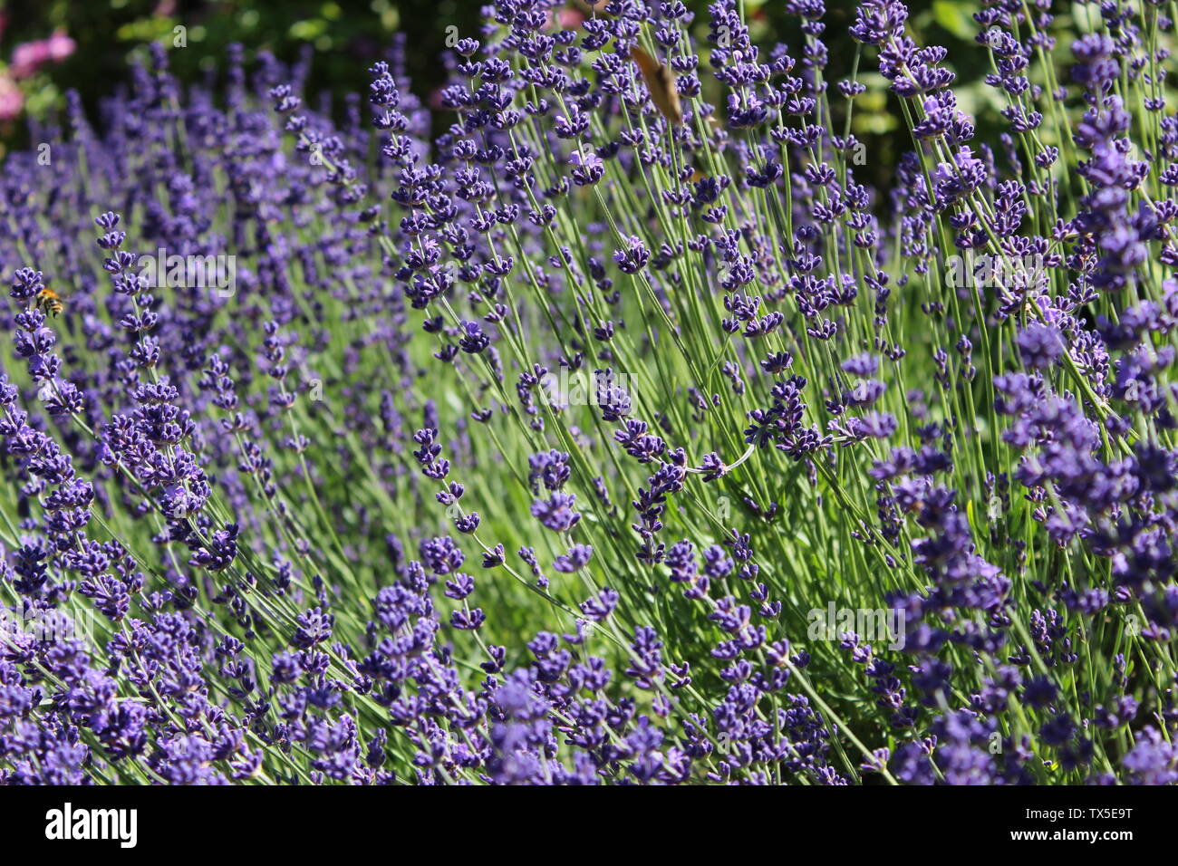 Lavender in june hi-res stock photography and images - Alamy