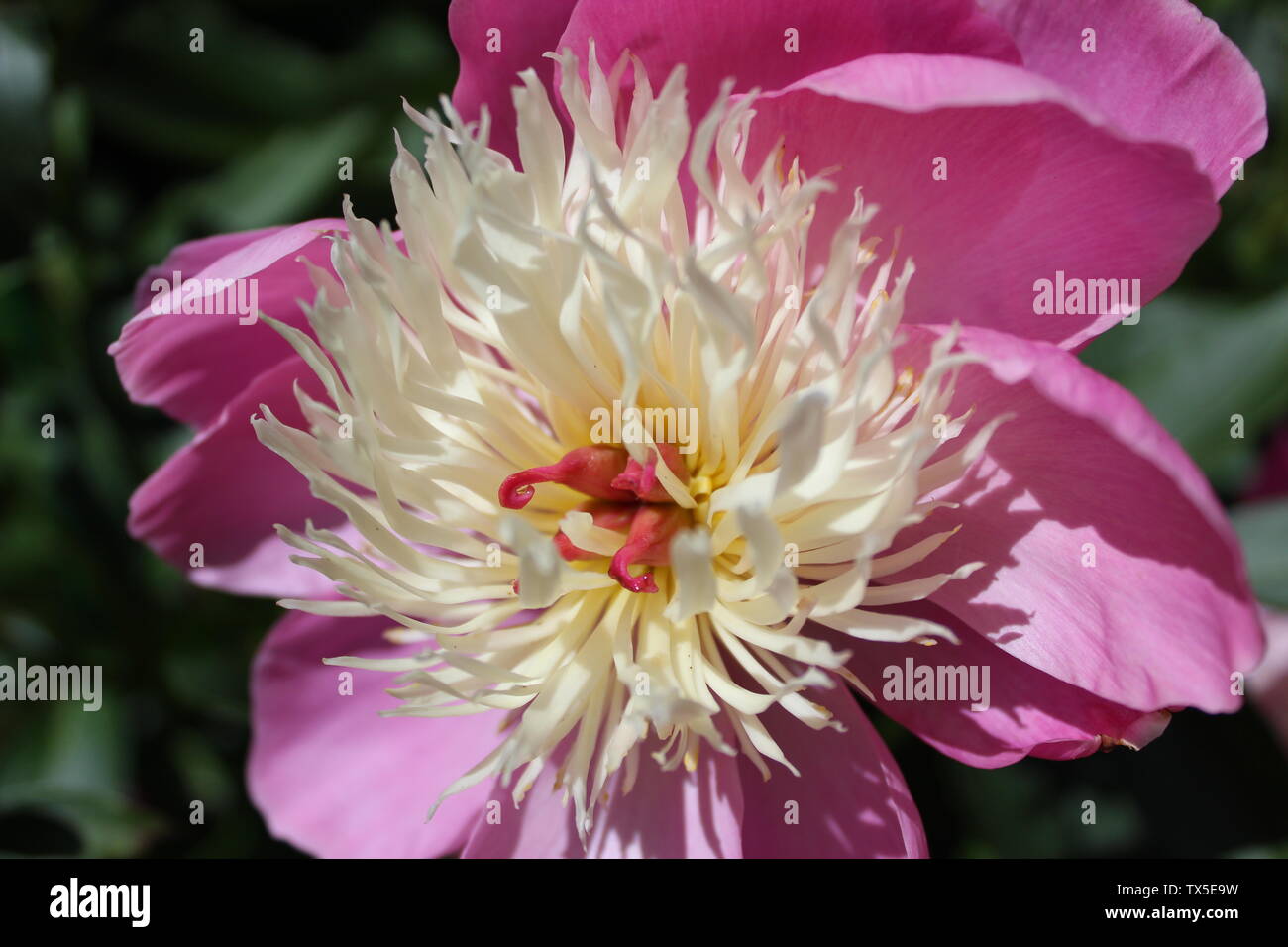 Summer flower in an english garden. June 2019 Stock Photo - Alamy