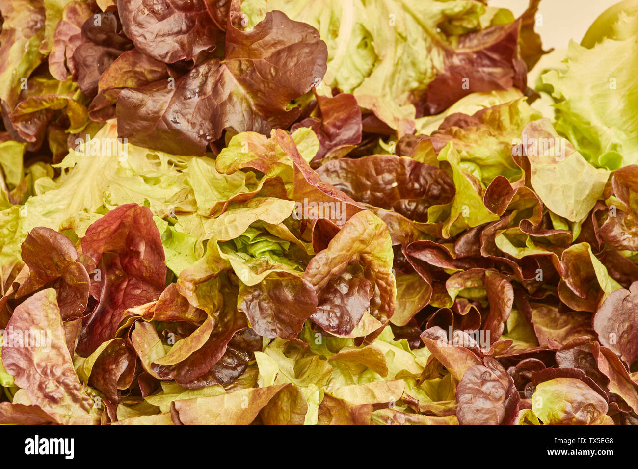 close-up lettuce abstract food photograph Stock Photo - Alamy